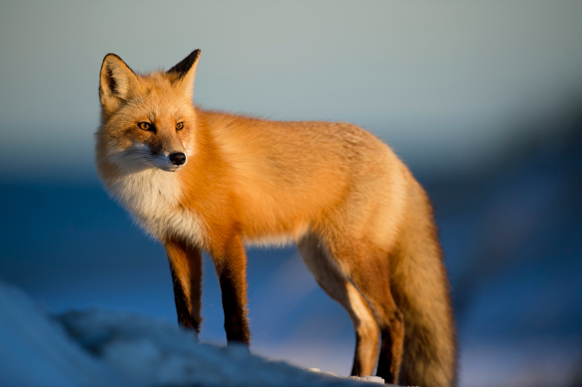 Fox - What's Your Spirit Animal?